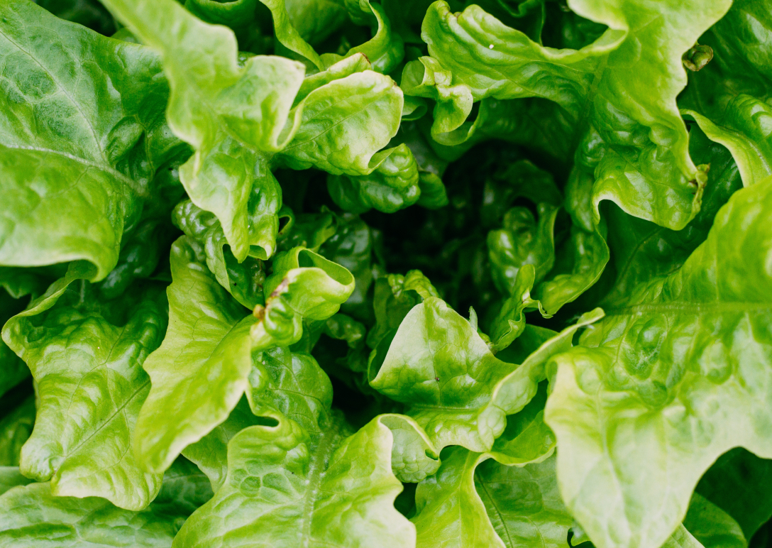Rainbow Lettuce: Understanding Osmosis | MyBGC